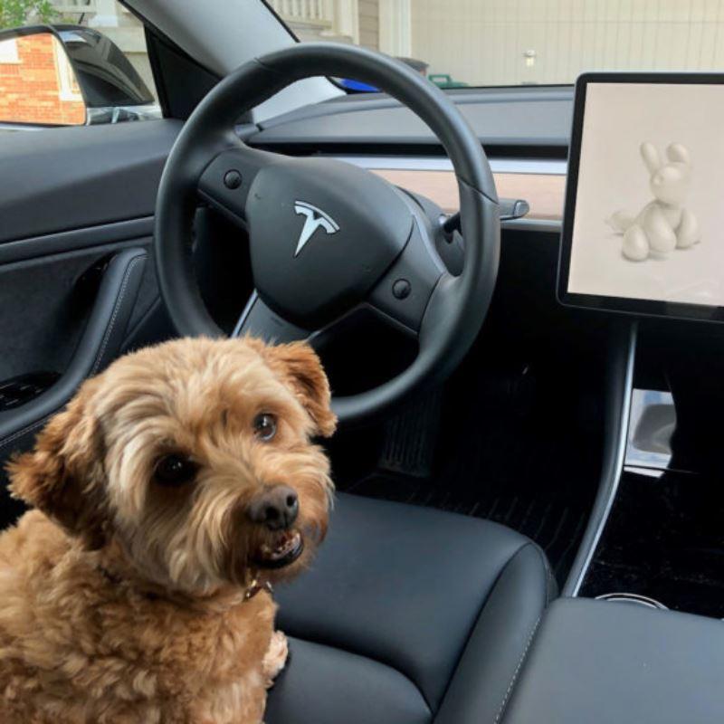 Summon by Tesla's Full Self-Driving Suite Allows a Dog to Drive and Pi ...